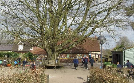 Froxfield school plans for new library and yurt | petersfieldpost.co.uk