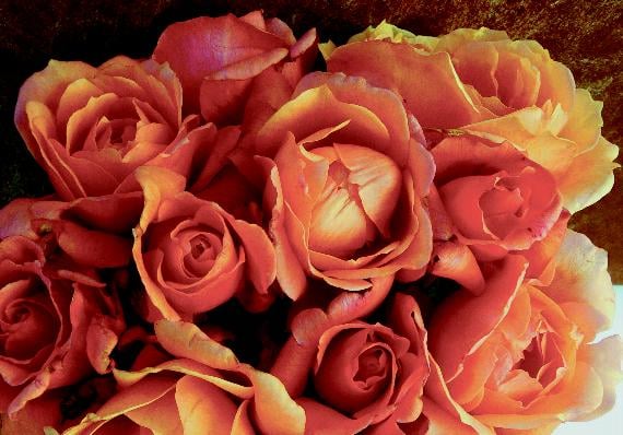 It's coming up roses at Jane Austen's House Museum at Chawton ...