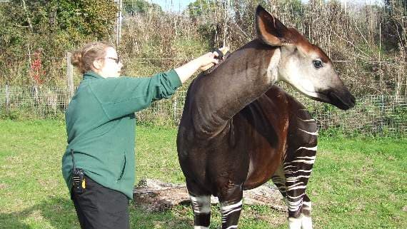Amazon list brings boost to Marwell Zoo’s work | petersfieldpost.co.uk