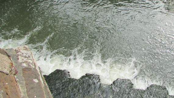 Meander to marsh past dome and deer | petersfieldpost.co.uk