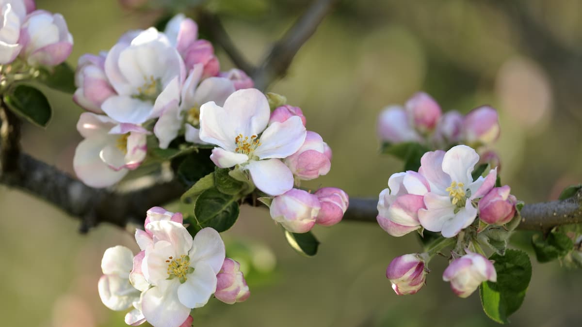 Blossoming Swan Barn Farm in Haslemere inspires new National Trust ...