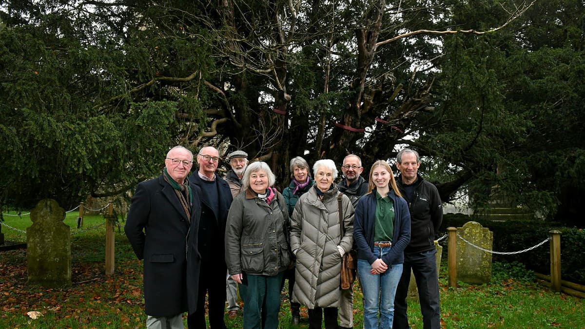Very modern brace for 3,000-year-old yew tree in Farringdon ...