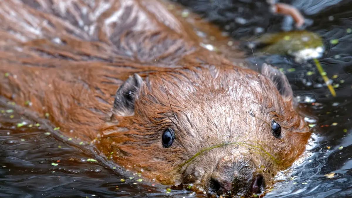 Hear an update on Haslemere's beavers at town's first ever Great Green ...