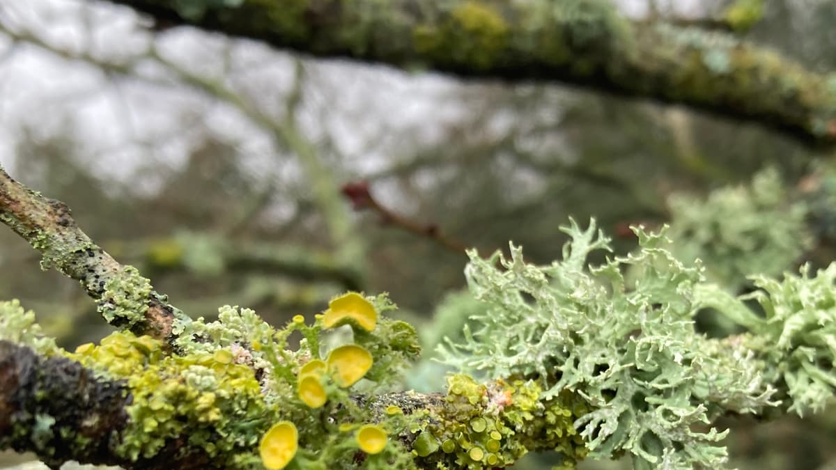 Almost extinct lichen found growing at Petersfield Heath ...