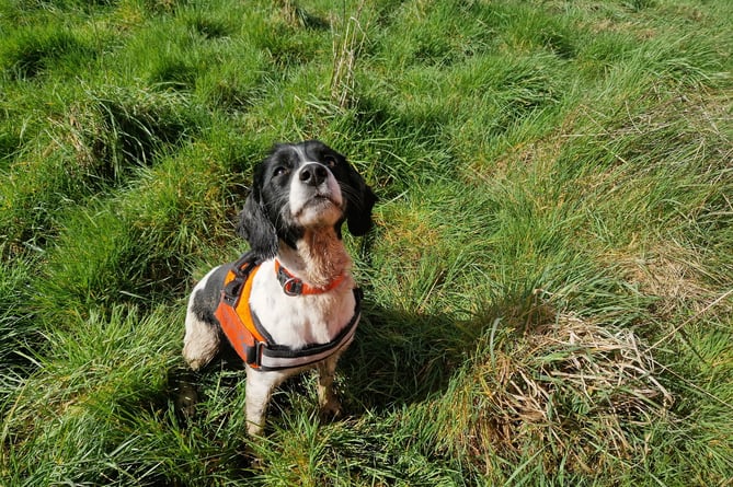Sniffer dog Poppy helps detect protected newt species as part of ...
