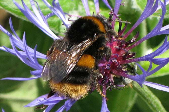 Blooming marvellous! Huge habitat creation for bees in South Downs ...