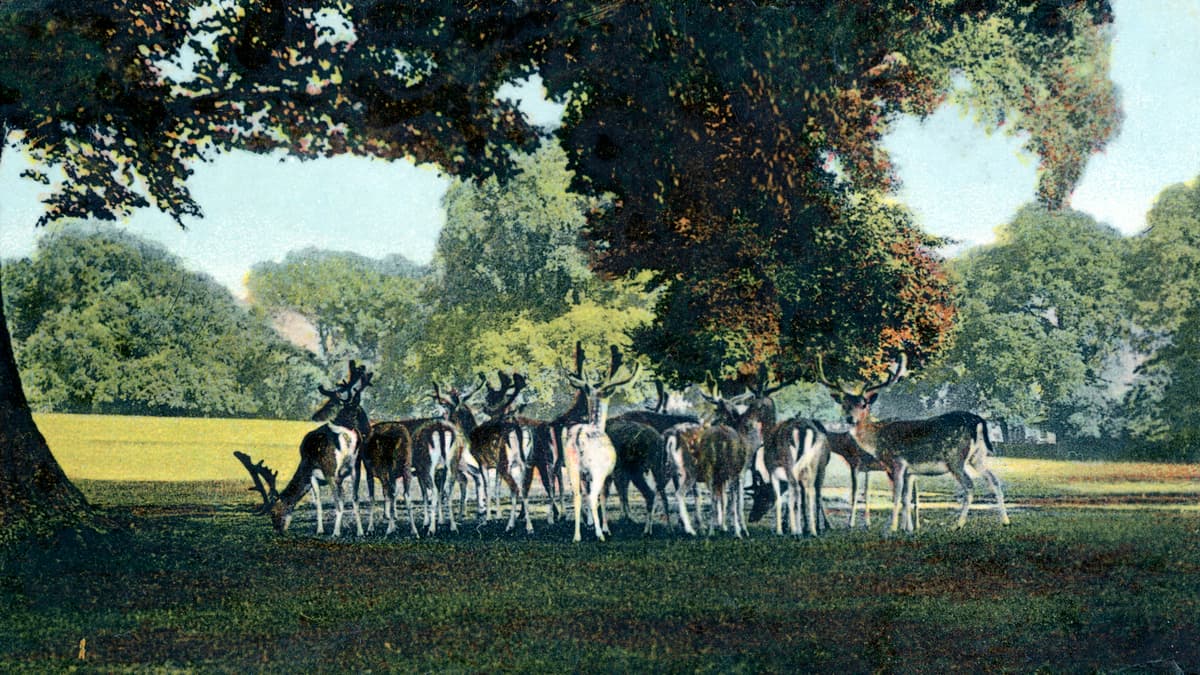 Help Historic England complete the picture of Farnham Park’s historic ...