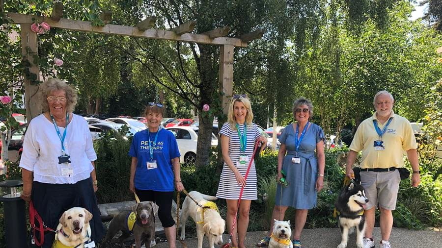 Pets as Therapy dogs win national top spot for their volunteering in ...