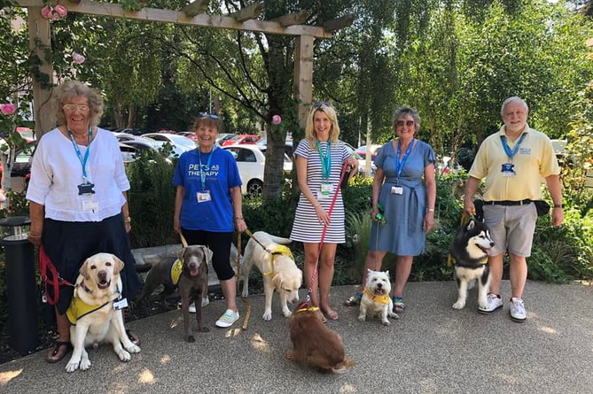 Pets as Therapy dogs win national top spot for their volunteering in ...