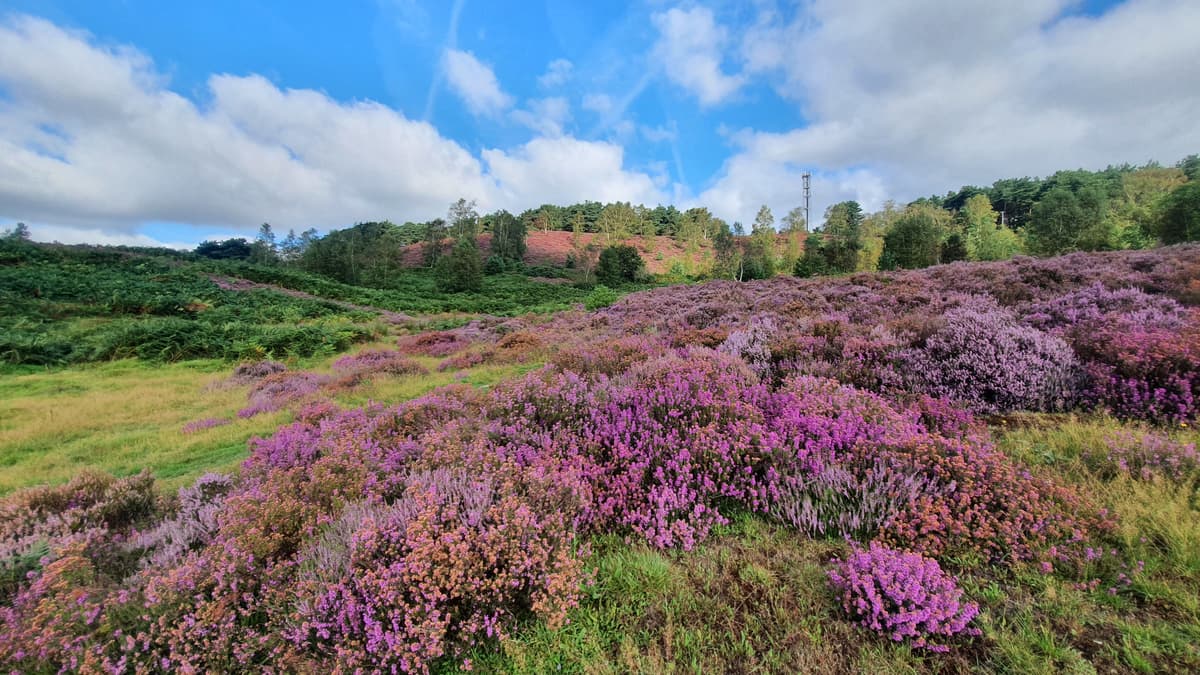 There’s so much more to heather than you could ever have imagined ...