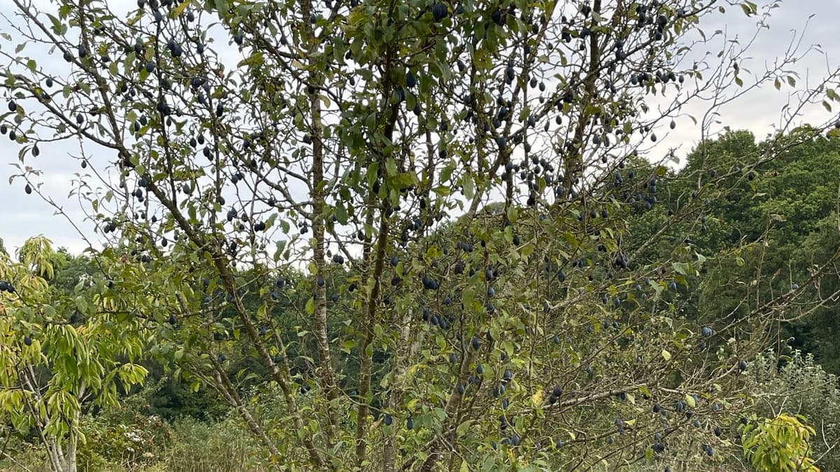 Spruce up your garden with tree-mendous offer from Petersfield Town ...