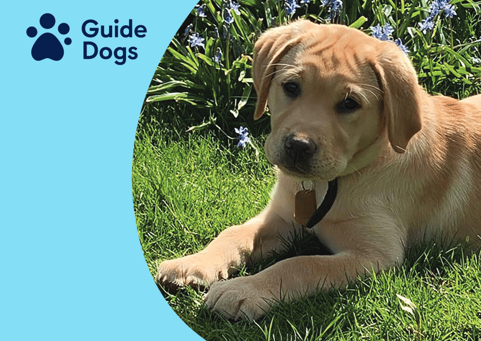 Petersfield shoppers thanked as collection raises £469 for Guide Dogs ...