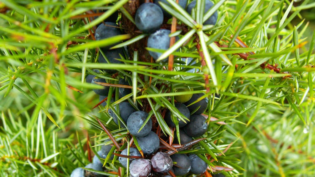 Project to bring back the native juniper tree wins South Downs ReNature ...
