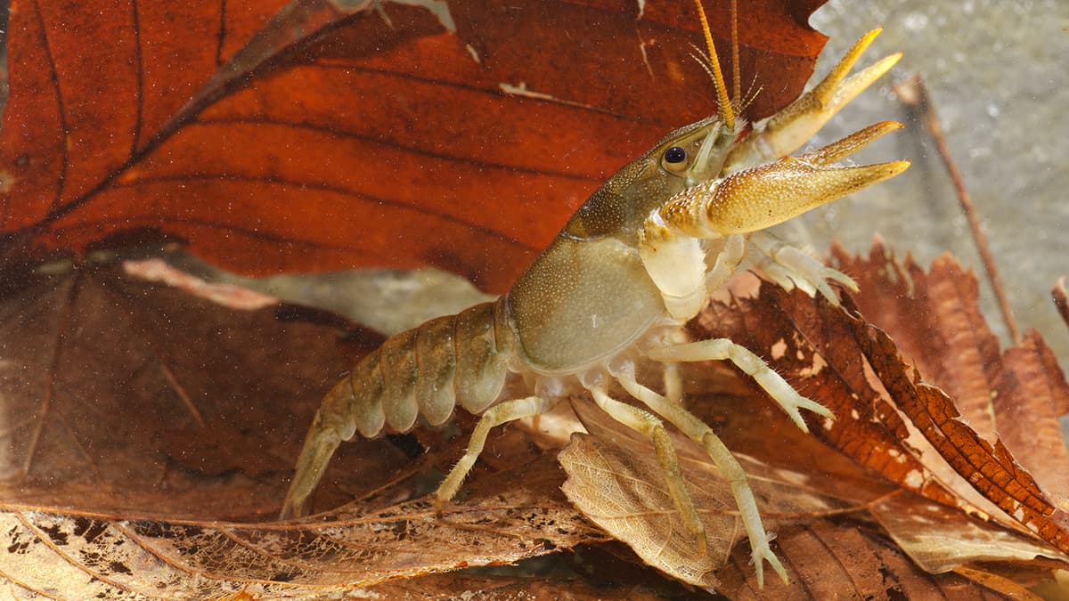 Zoo launches £20,000 appeal to save Hampshire's white-clawed crayfish ...