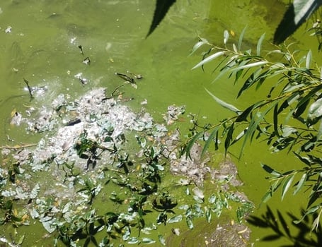 Warning to dog owners as algae detected at Petersfield Heath Pond ...
