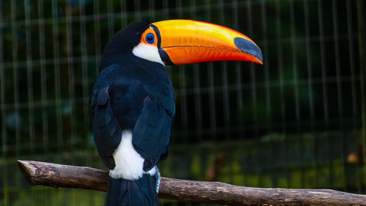 Birdworld toucan steals the show as avian star of Sea of Thieves XBox ...