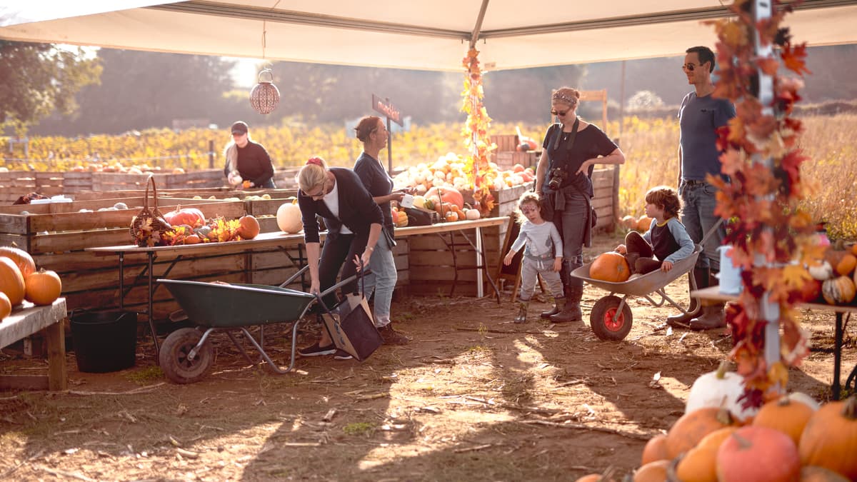 Rogate Pumpkin Patch returns for its 10th year with new thrills and ...