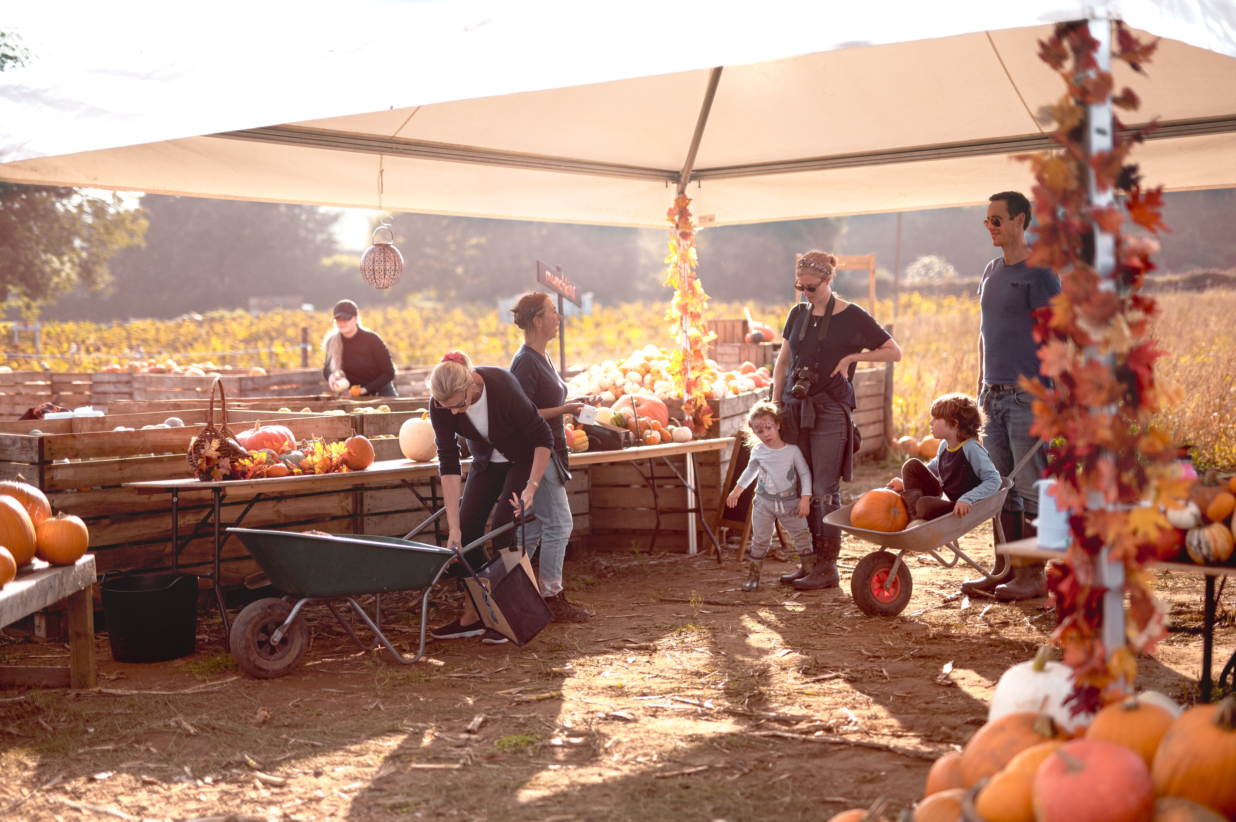 Rogate Pumpkin Patch returns for its 10th year with new thrills and ...