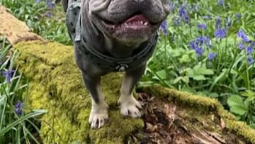 Petersfield vet praised for saving life of Frank the Frenchie ...