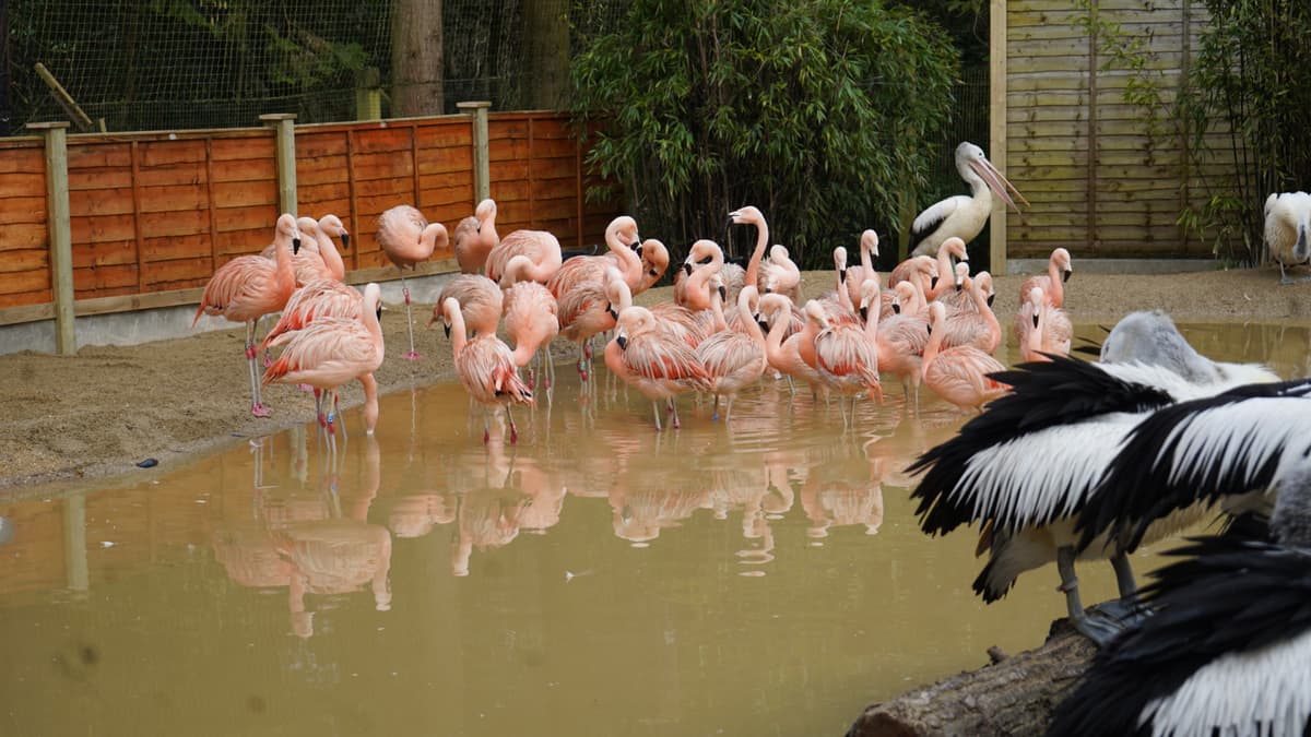 Birdworld unveils new upgrade ahead of half-term | petersfieldpost.co.uk