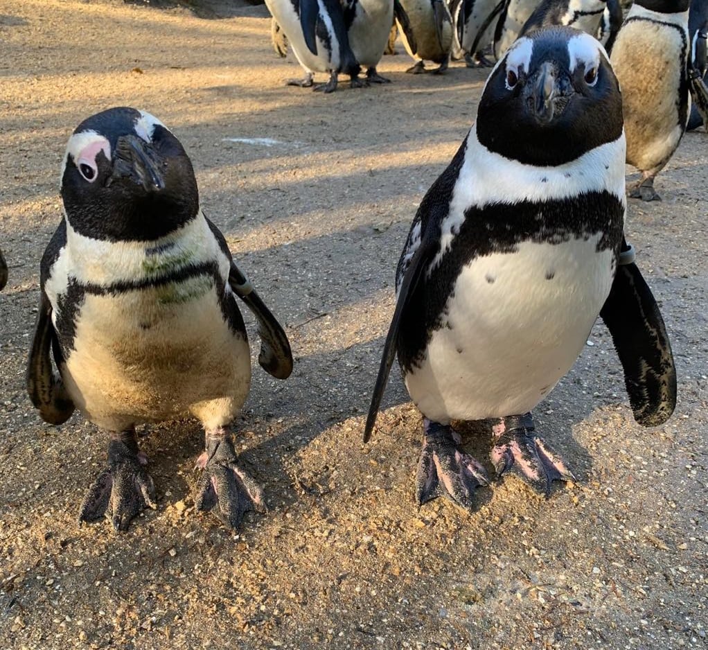 Birdworld's blind penguin Squid seeking march to victory in global ...