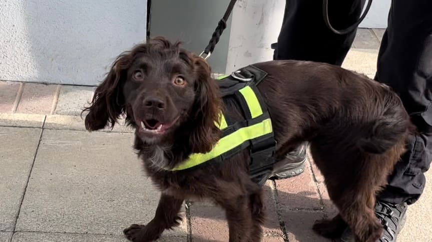 Hampshire's New 'Digi Dogs' Combat Digital Crime | petersfieldpost.co.uk