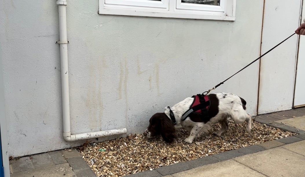 Hampshire's New 'Digi Dogs' Combat Digital Crime | petersfieldpost.co.uk