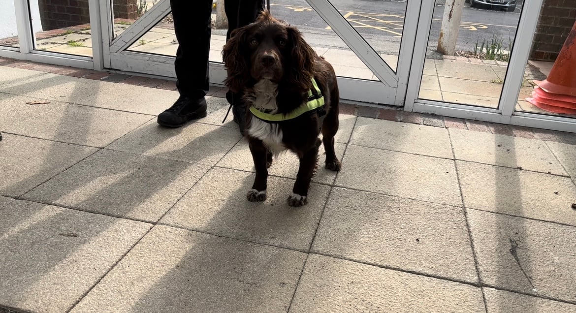 Hampshire's New 'Digi Dogs' Combat Digital Crime | petersfieldpost.co.uk