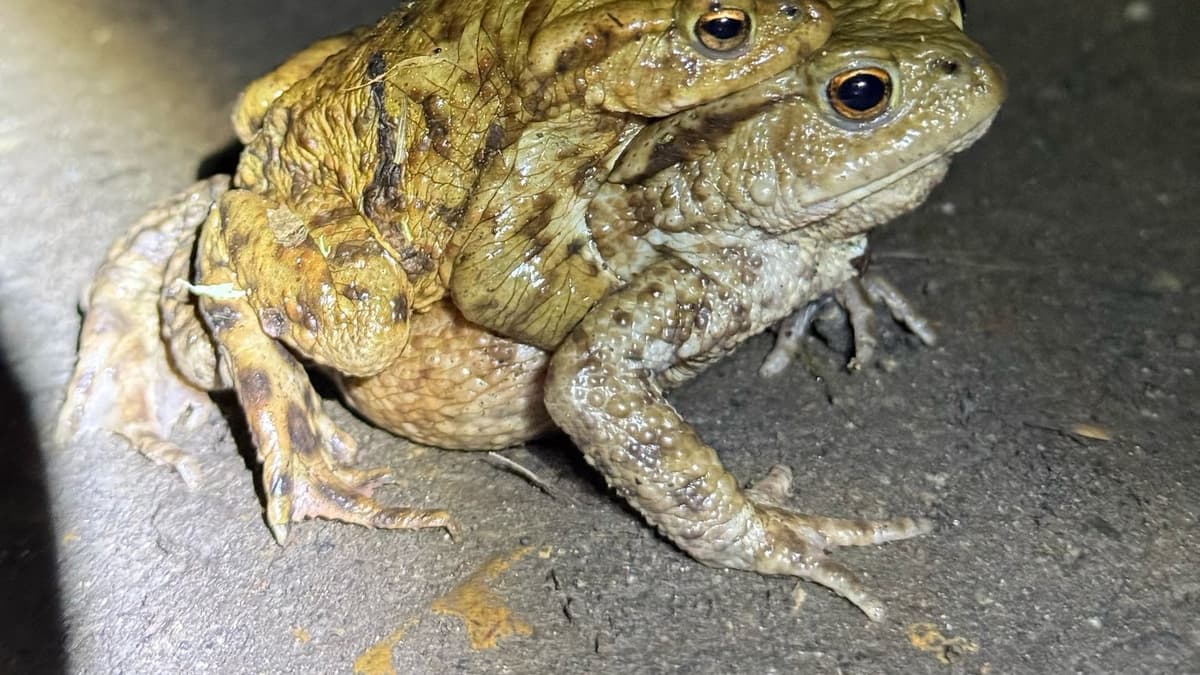 Volunteers hop into action to help toads cross the road ...