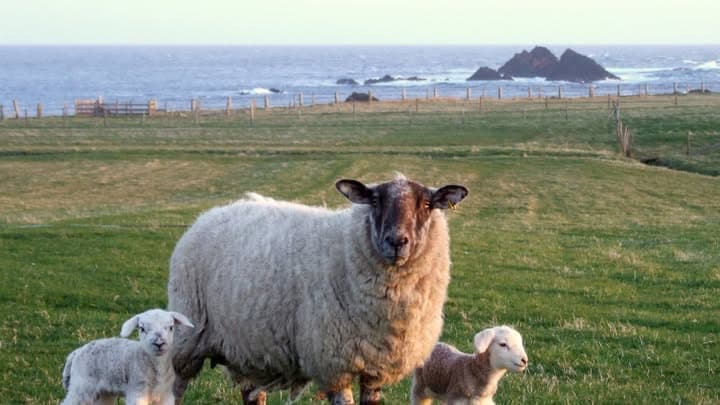 Farmer compensated after sheep mauled on field near Petersfield ...