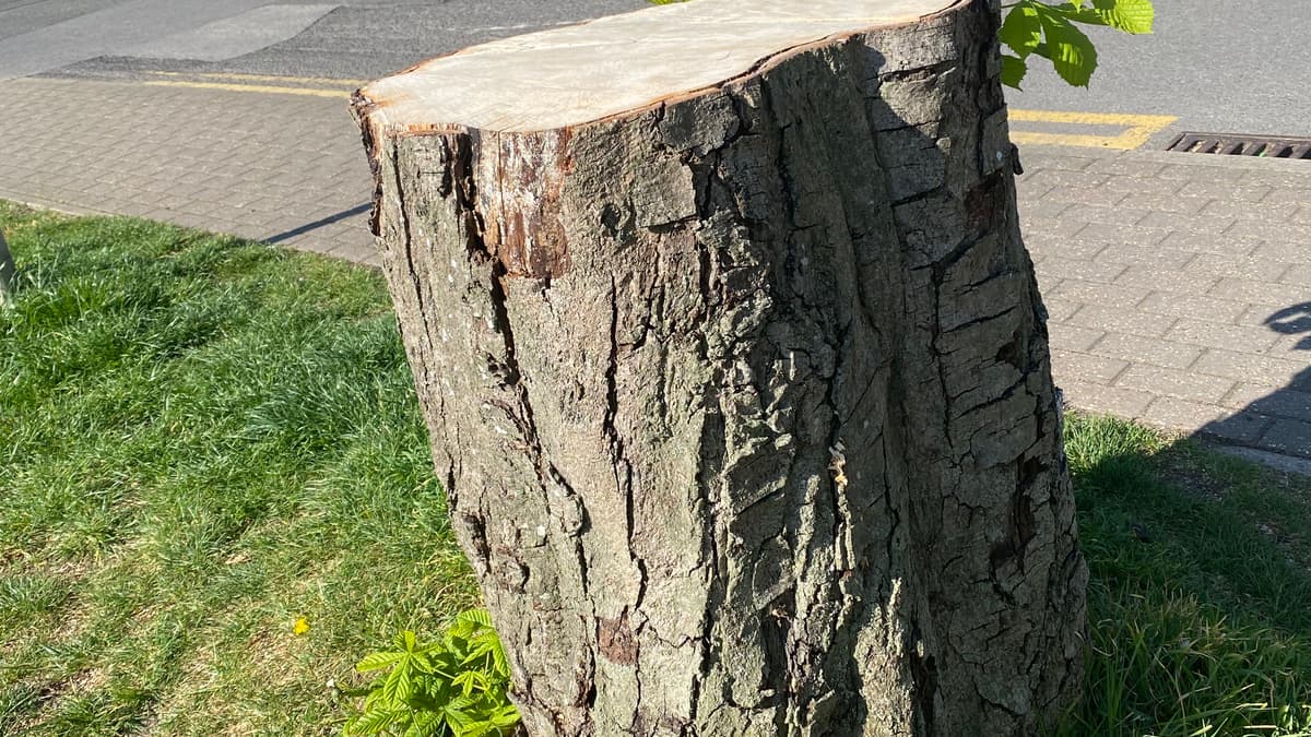 Wood you believe it? Questions asked as axe falls on mature trees in ...