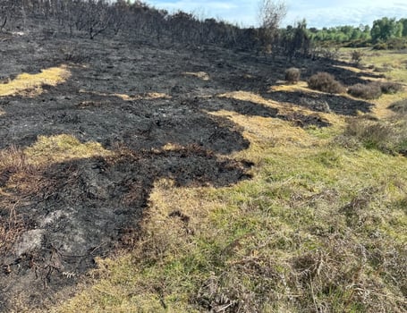 Campfire blamed for devastating wildfire on heathland | petersfieldpost ...