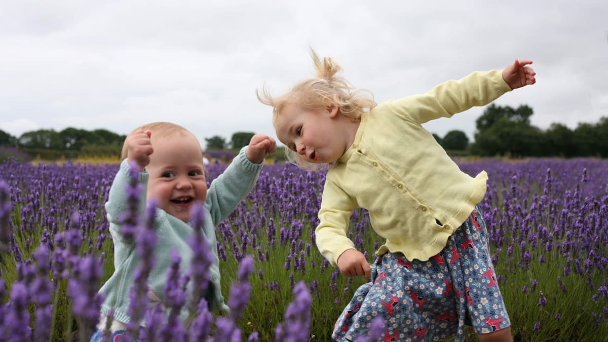 The Colour Purple: Buzz of excitement near Alton as Lavender Fields set ...