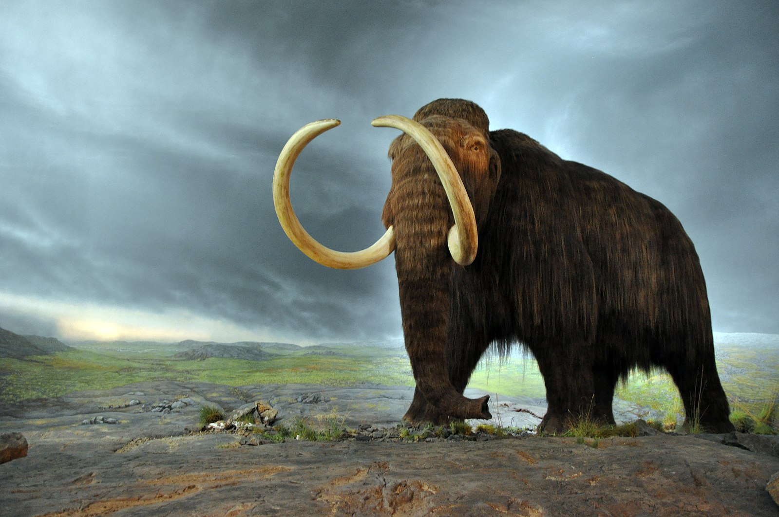Peeps into the Past: When mammoths roamed the Farnham countryside ...