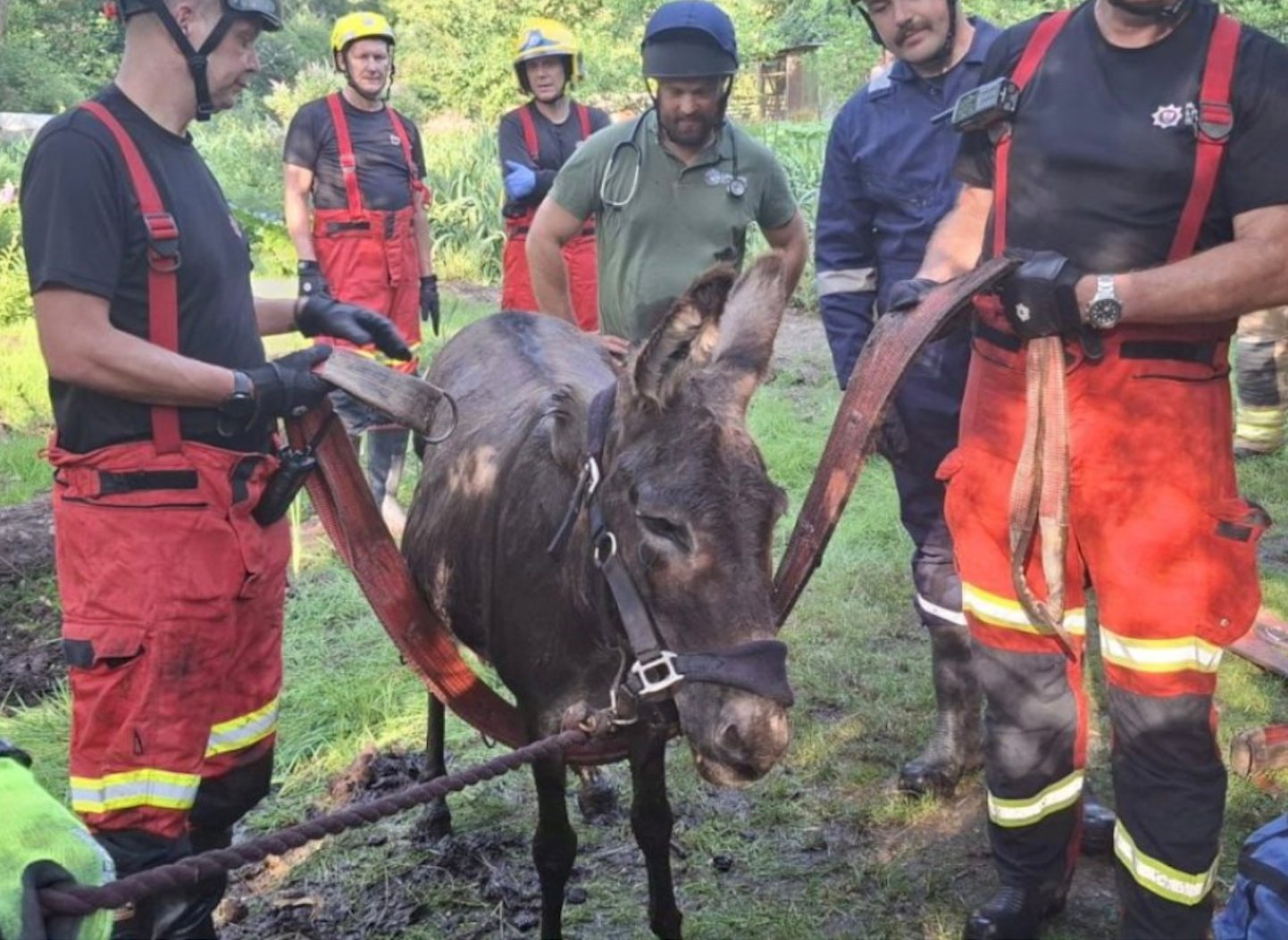 Hot Chocolate saved as donkey rescued from muddy pit in Liss ...